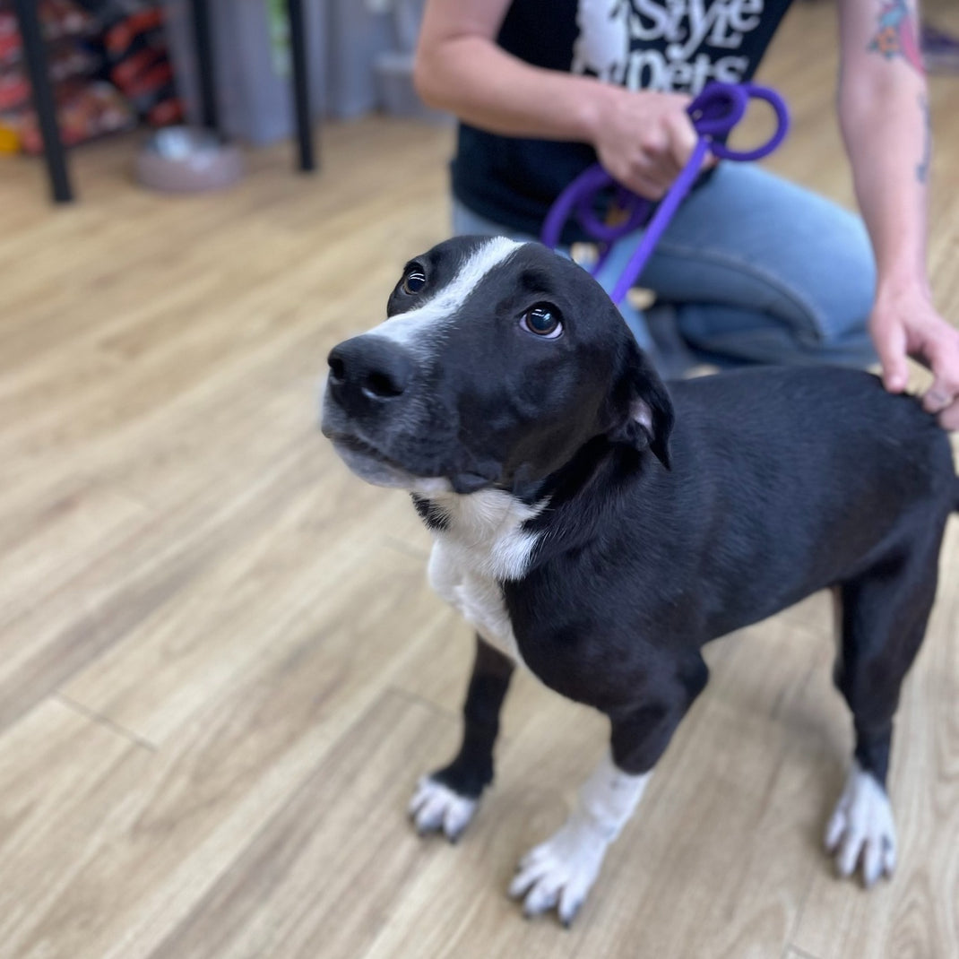 Doggie Style Pets Cares