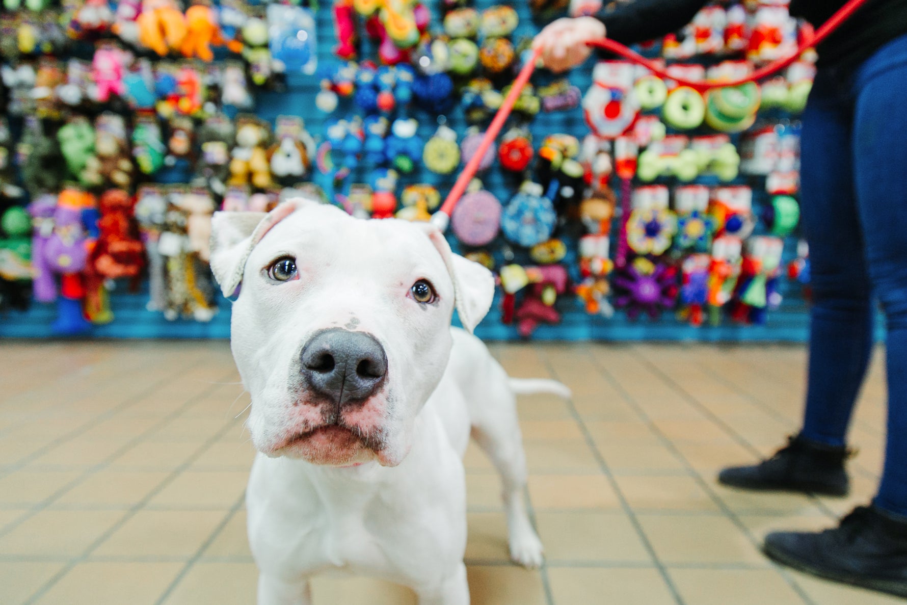 Find A Store – Doggie Style Pets