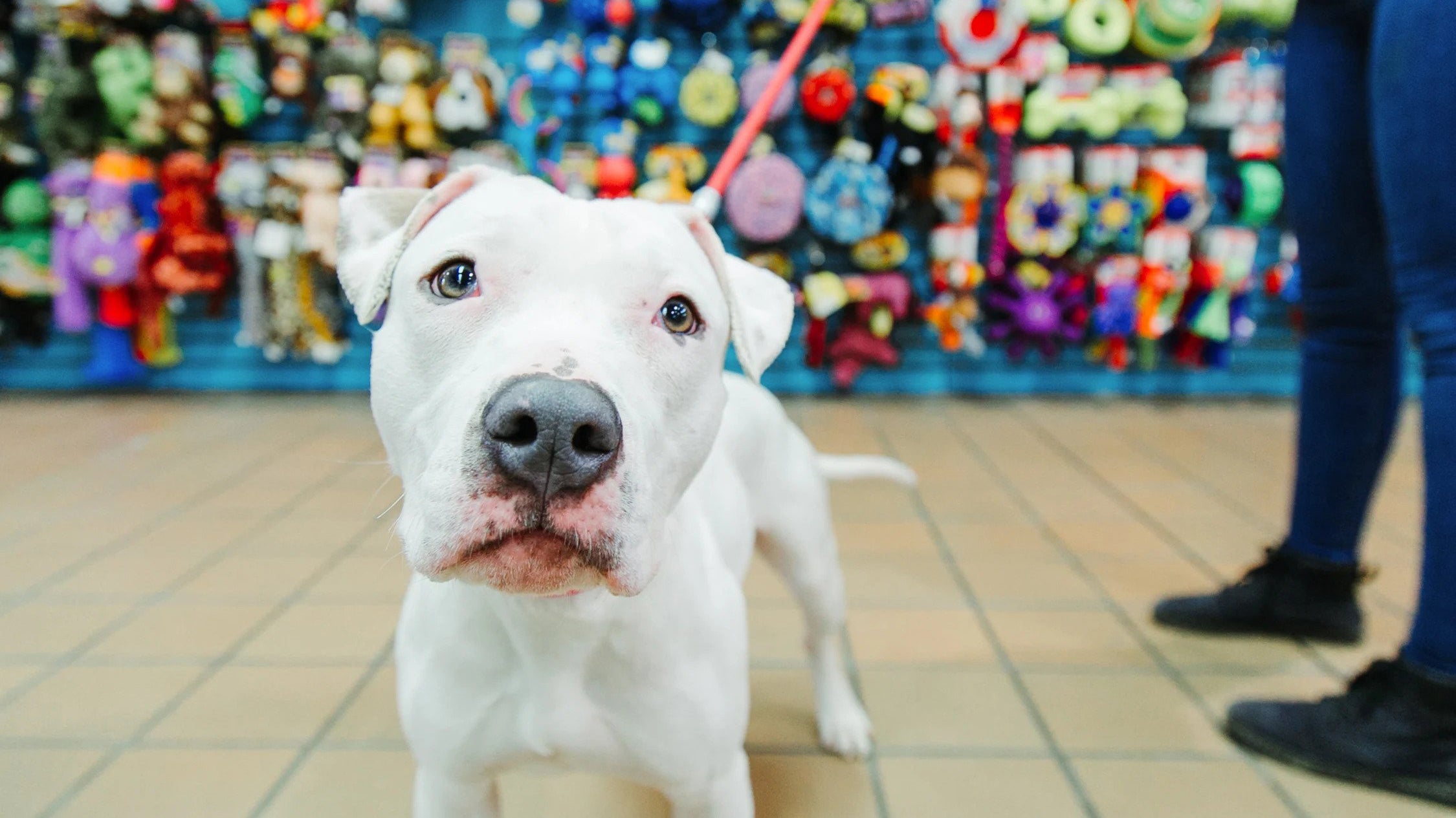 ACCT – Doggie Style Pets